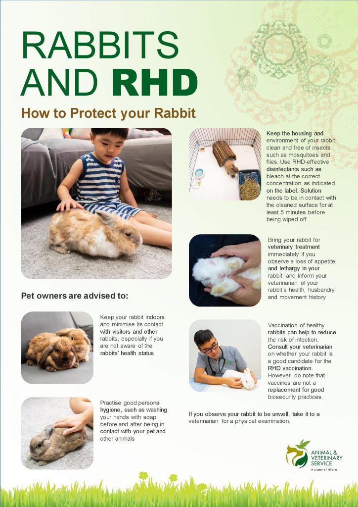 Rabbit Haemorrhagic Disease (RHD) | Vet Practice – Veterinary Clinic ...